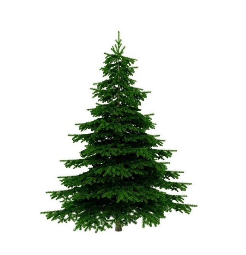 récupération des sapins - Mairie de Solaize